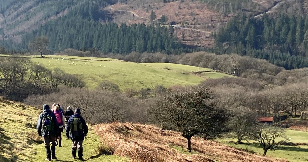 The Long and Short of Halfway Forest - Ramblers